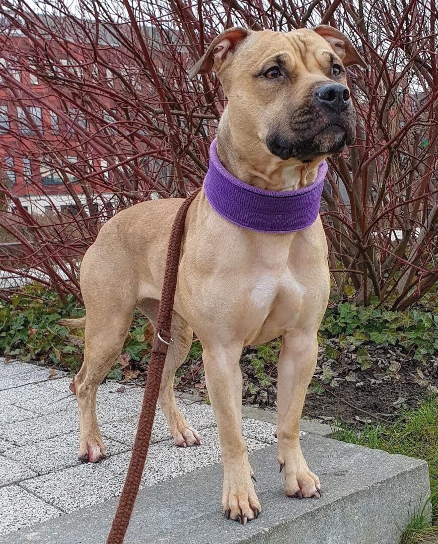 11 Most Popular Pitbull Bloodlines - Bubbly Pet