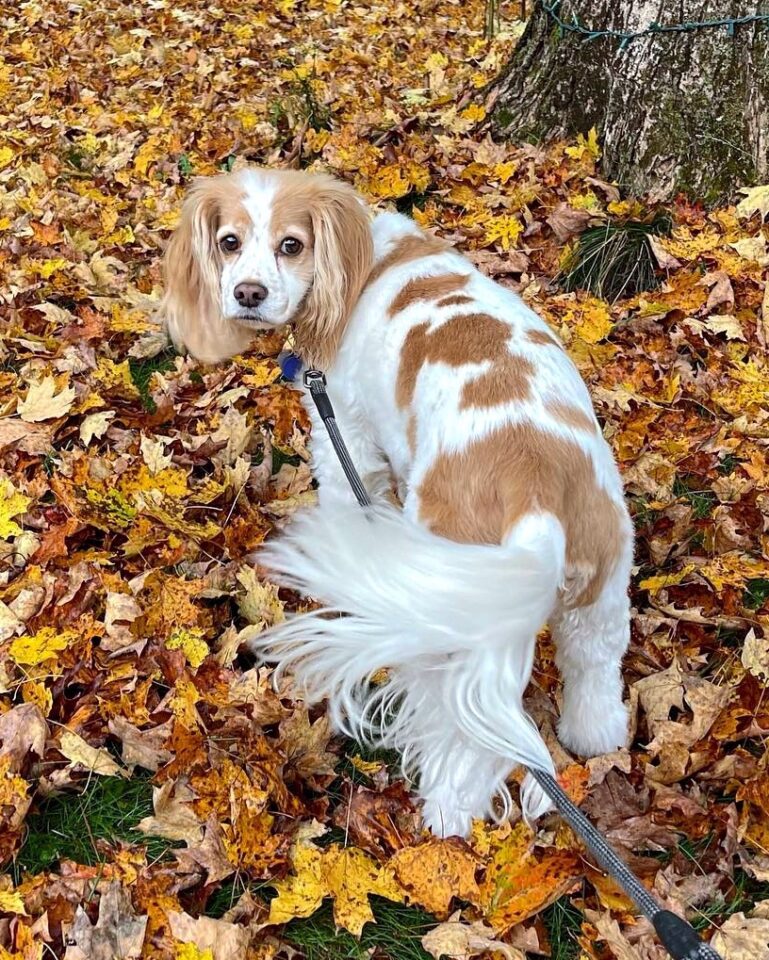 Brittany Spaniel Mixes: 21 Beautiful Crossbreeds