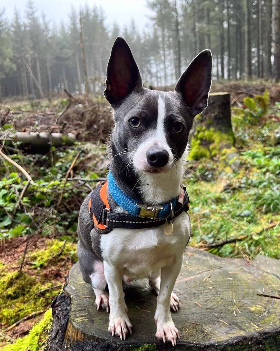 Whippet Mixes: 31 Different Whippet Hybrids (With Pictures)