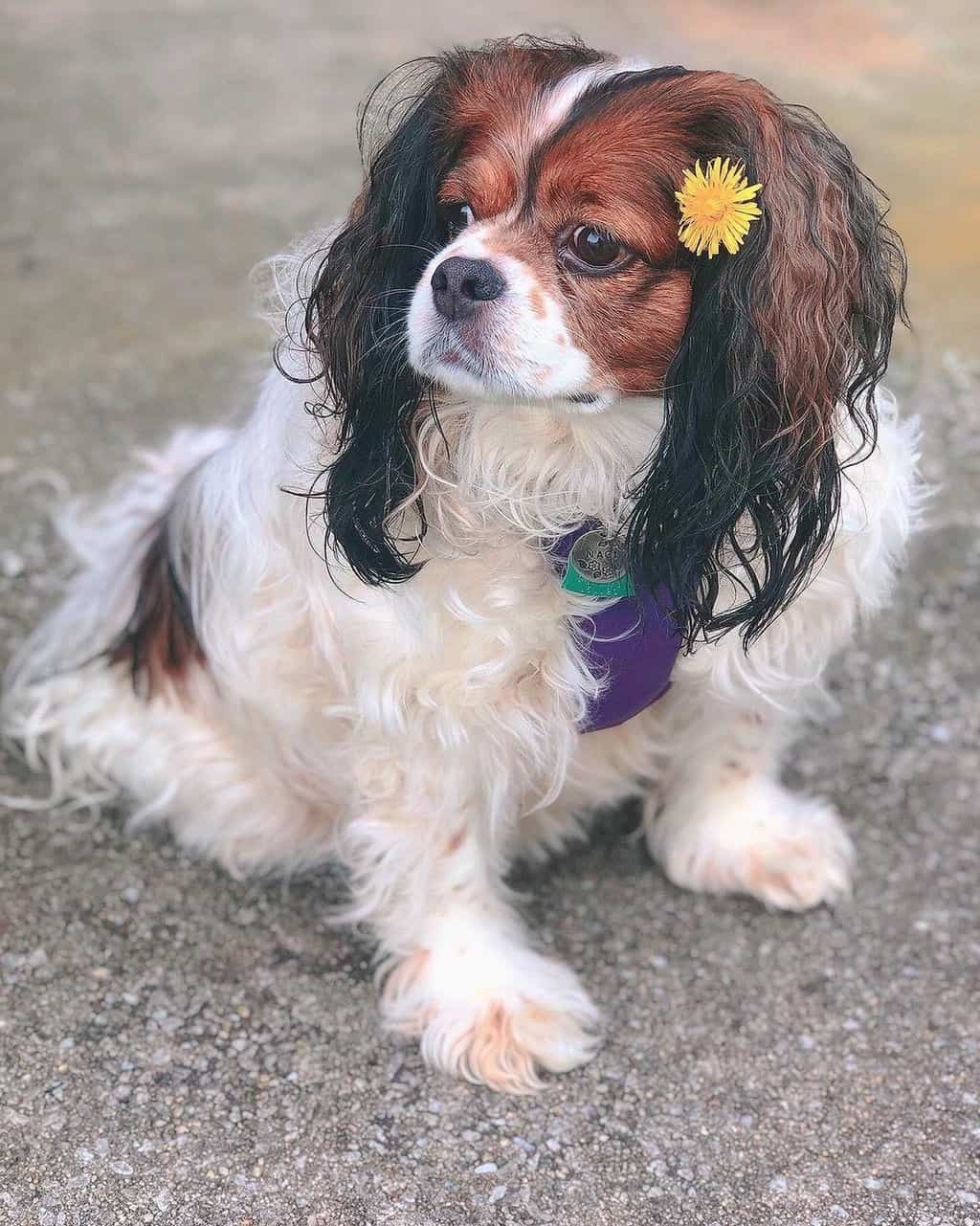 Cocker Spaniel Mixes: 38 Beautiful Crossbreeds