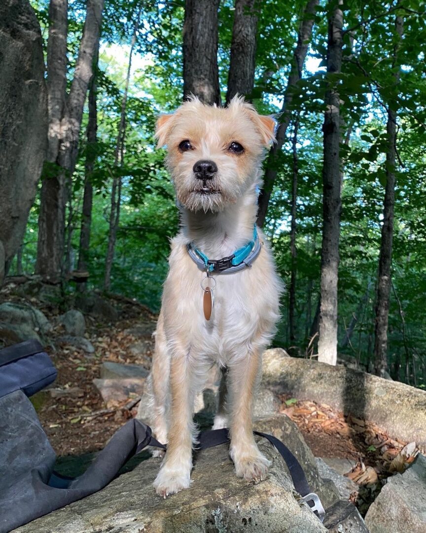 Schnauzer Mixes: 31 Beautiful Bearded Hybrids