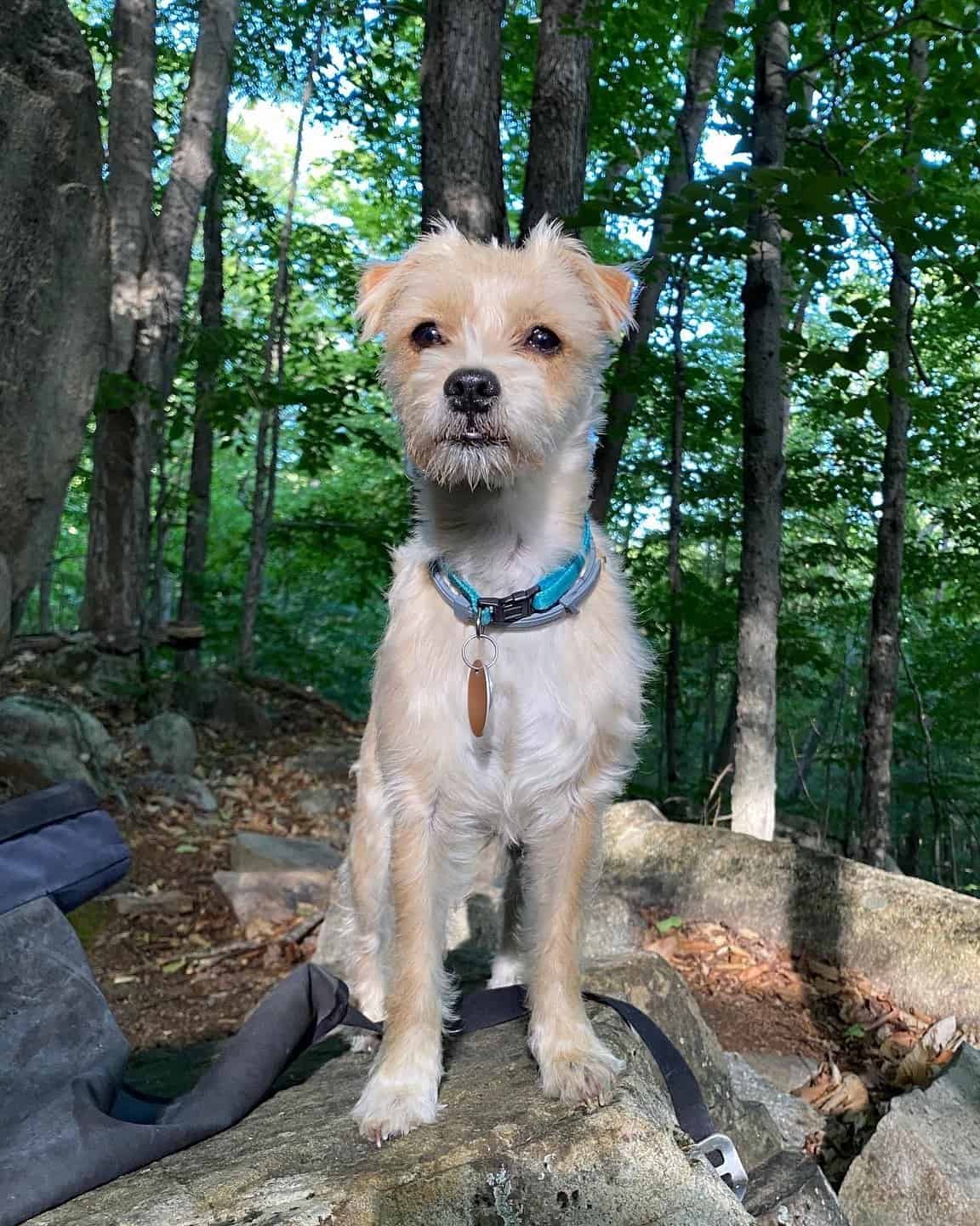 Schnauzer Mixes: 31 Beautiful Bearded Hybrids