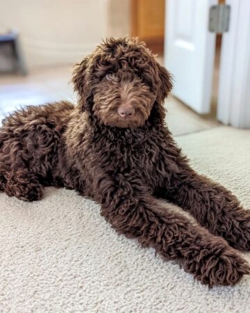 The Chocolate Goldendoodle: Everything You Need to Know