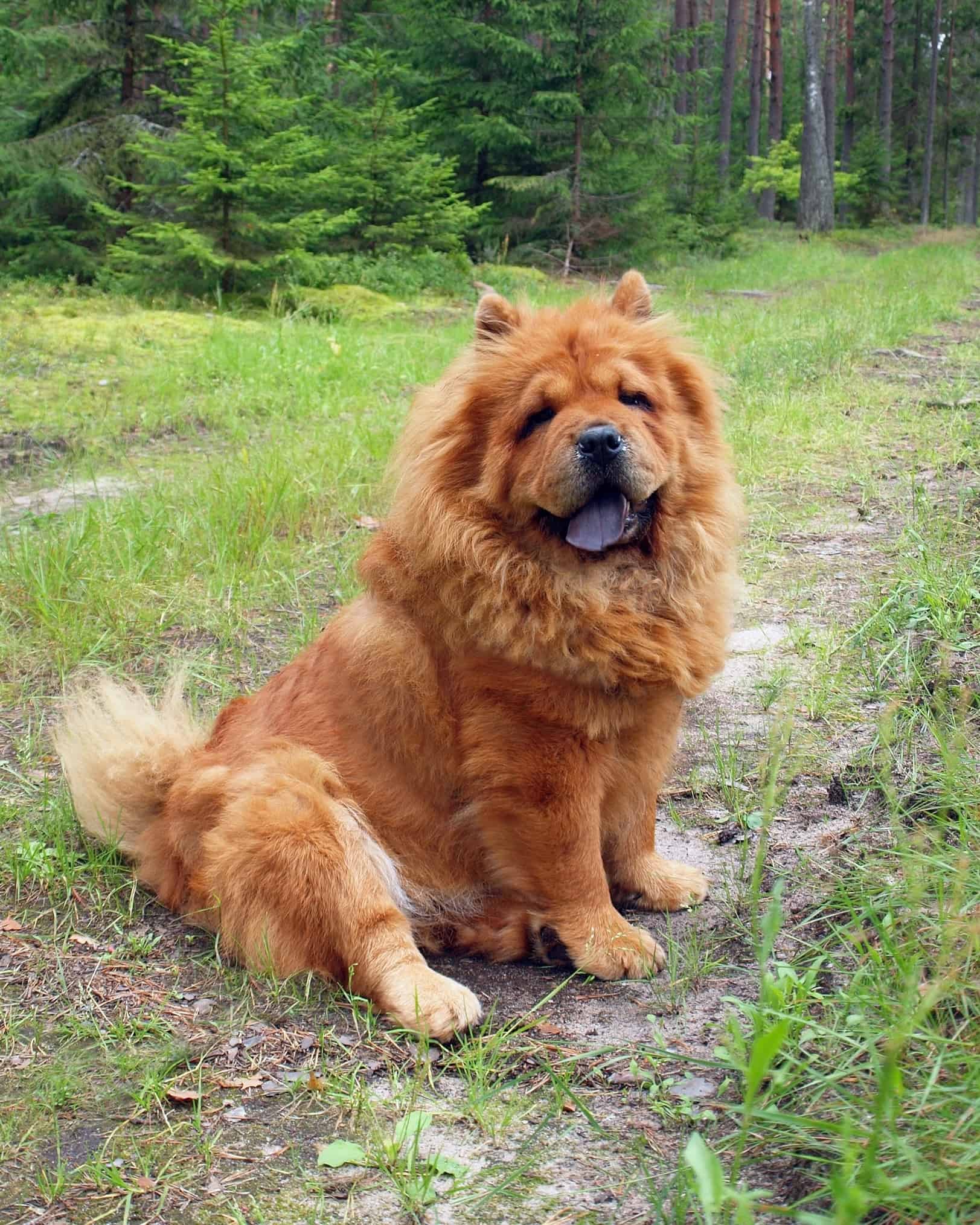 Red Cantonese Bear Dog: Does It Really Exist or Just a Hoax?