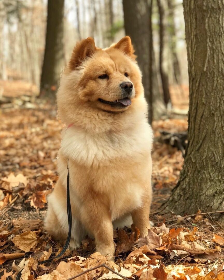 Red Cantonese Bear Dog: Does It Really Exist or Just a Hoax?