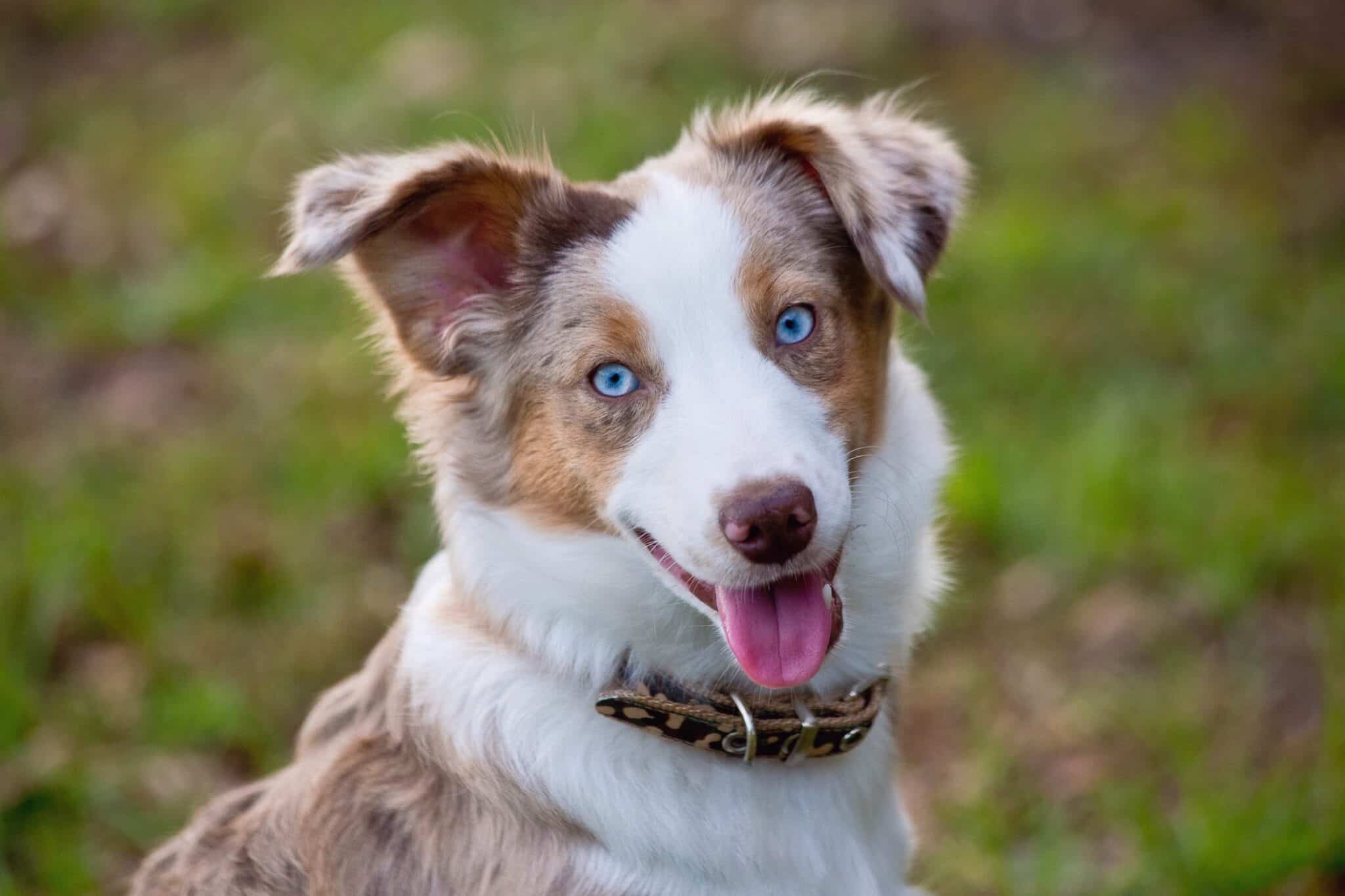 Why Do Australian Shepherds Have Blue Eyes?