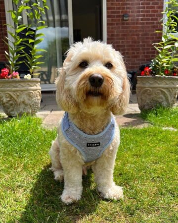 Cocker Spaniel Mixes: 38 Beautiful Crossbreeds