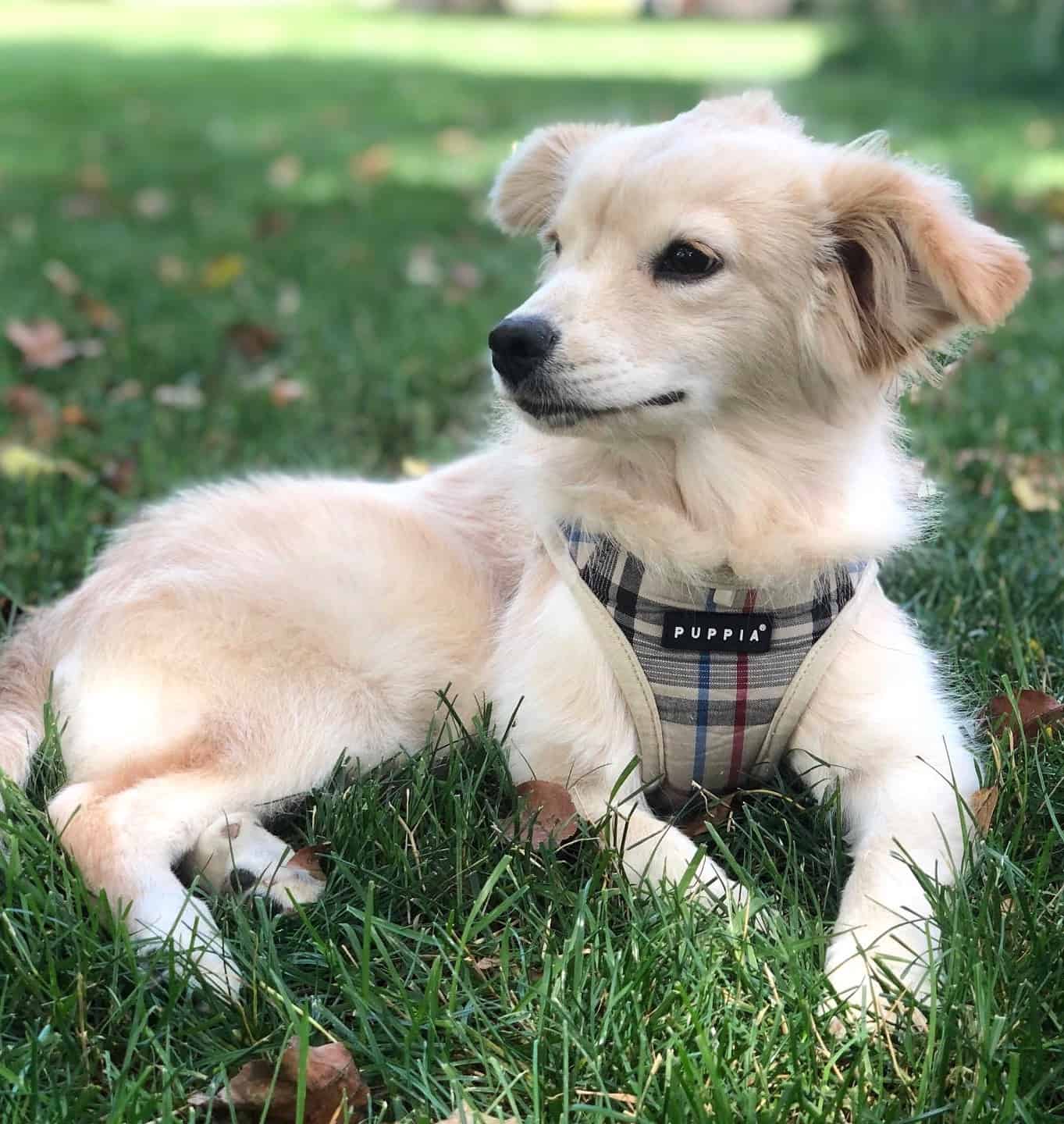 Cocker Spaniel Mixes: 38 Beautiful Crossbreeds