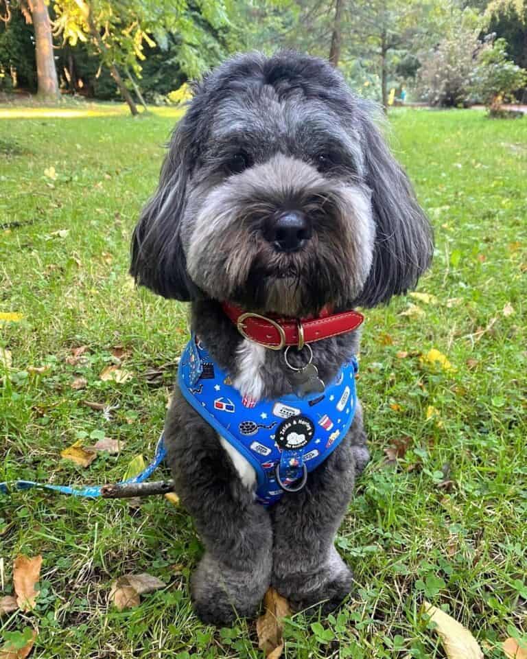 Cocker Spaniel Mixes: 38 Beautiful Crossbreeds