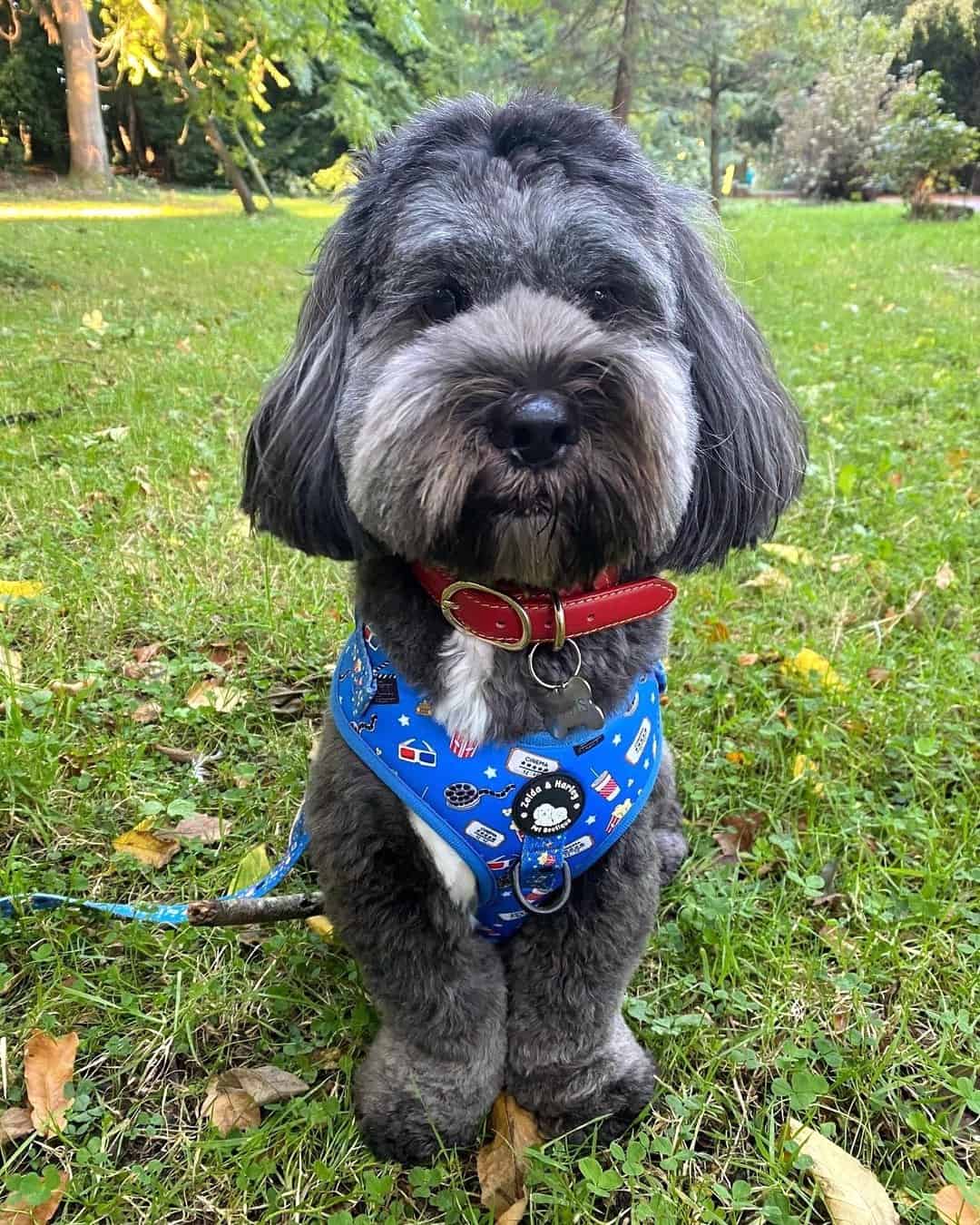 Cocker Spaniel Mixes: 38 Beautiful Crossbreeds