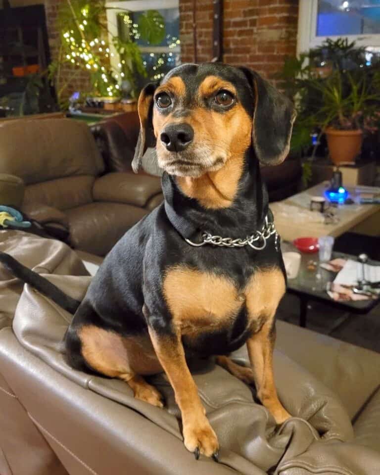 Cocker Spaniel Mixes: 38 Beautiful Crossbreeds