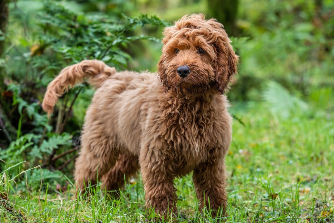 Cocker Spaniel Mixes: 38 Beautiful Crossbreeds