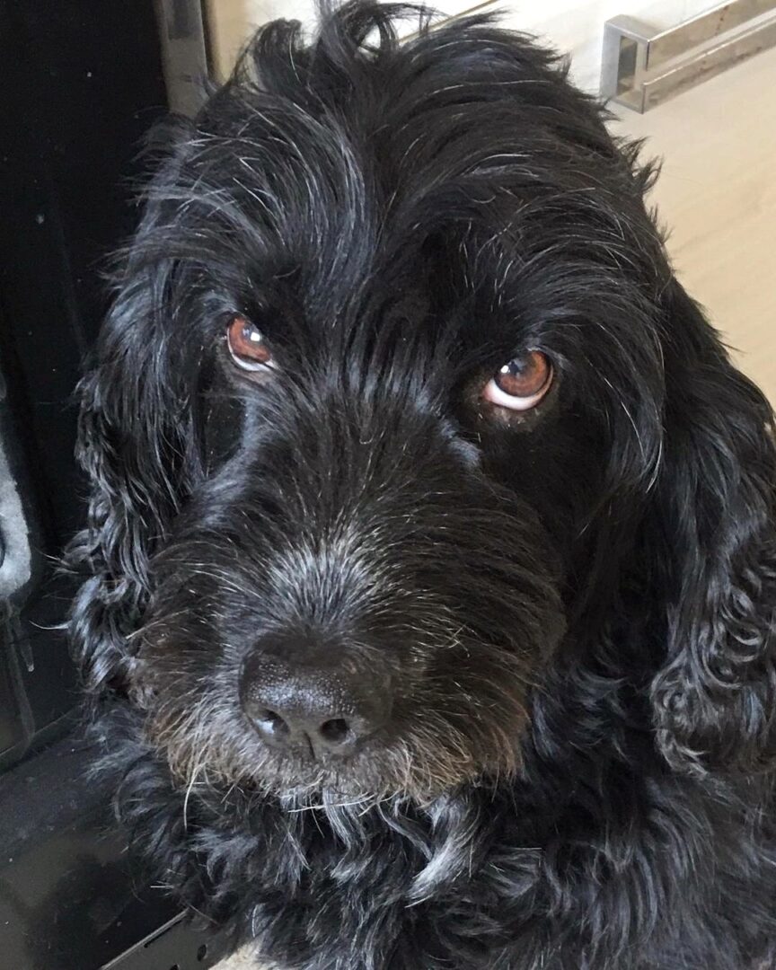 Cocker Spaniel Mixes: 38 Beautiful Crossbreeds