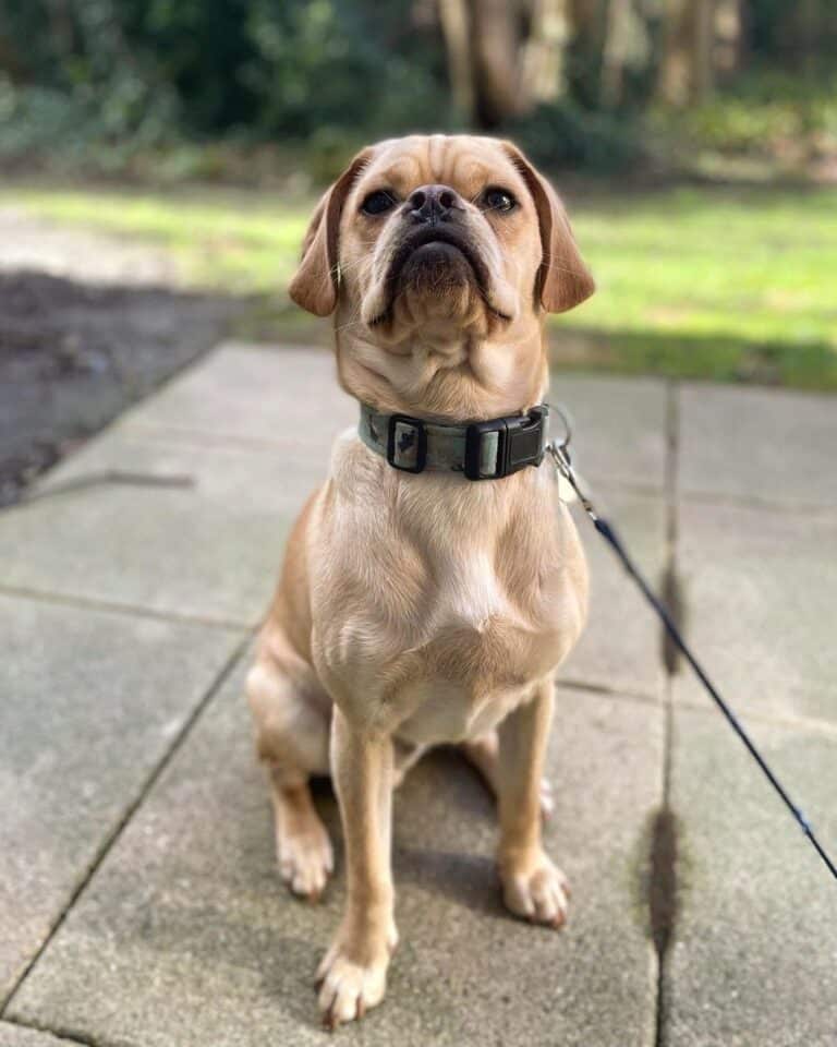 Cocker Spaniel Mixes: 38 Beautiful Crossbreeds