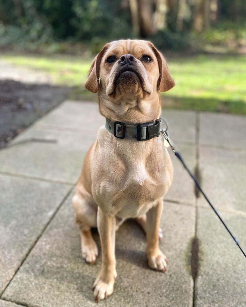 Cocker Spaniel Mixes: 38 Beautiful Crossbreeds