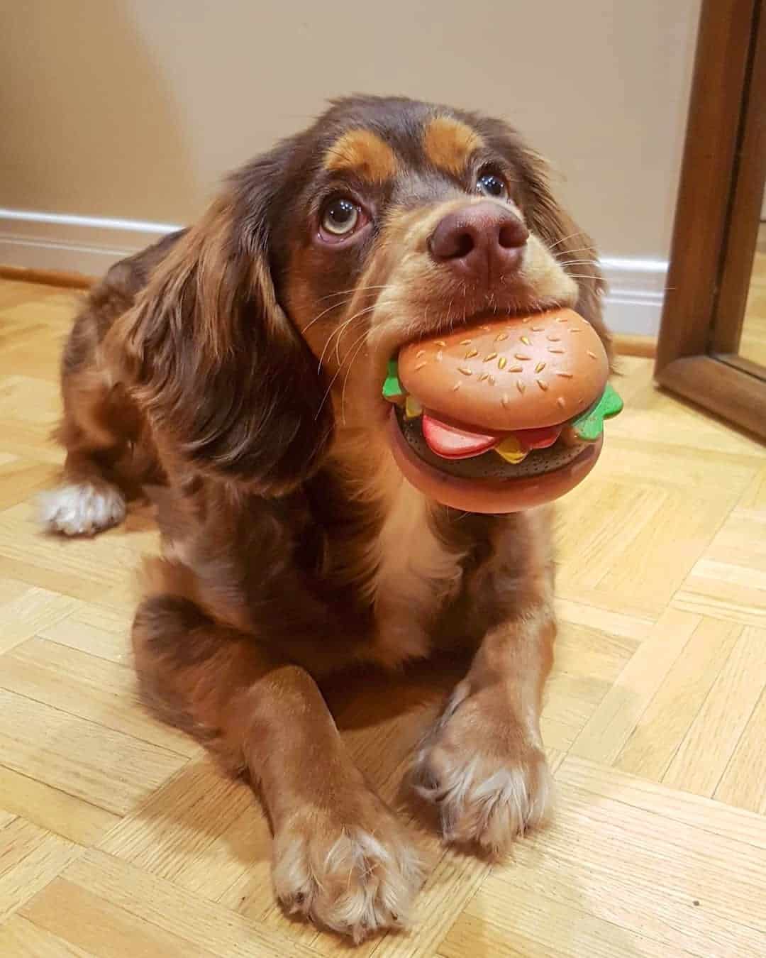 Brittany Spaniel Mixes: 21 Beautiful Crossbreeds