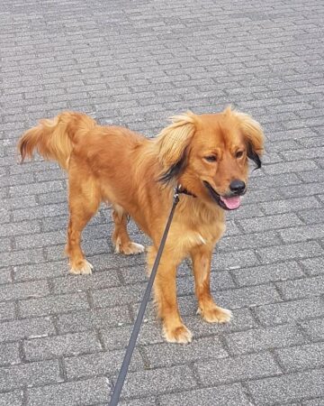 Irish Setter Mixes: 9 Unique Crossbreeds to Brighten Your Day!