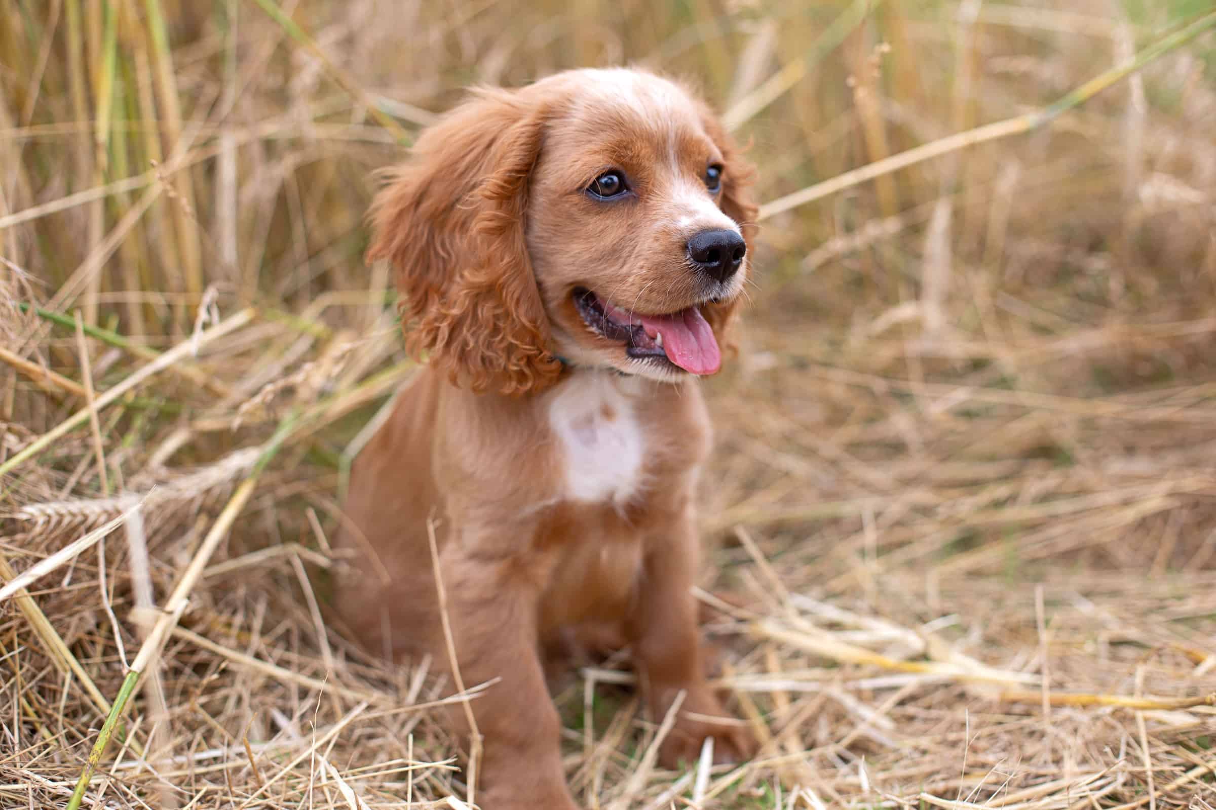 Cocker Spaniel Mixes: 38 Beautiful Crossbreeds (With Pictures)