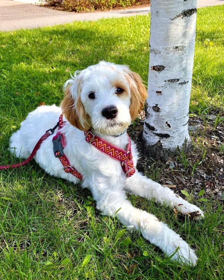 Cocker Spaniel Mixes: 38 Beautiful Crossbreeds