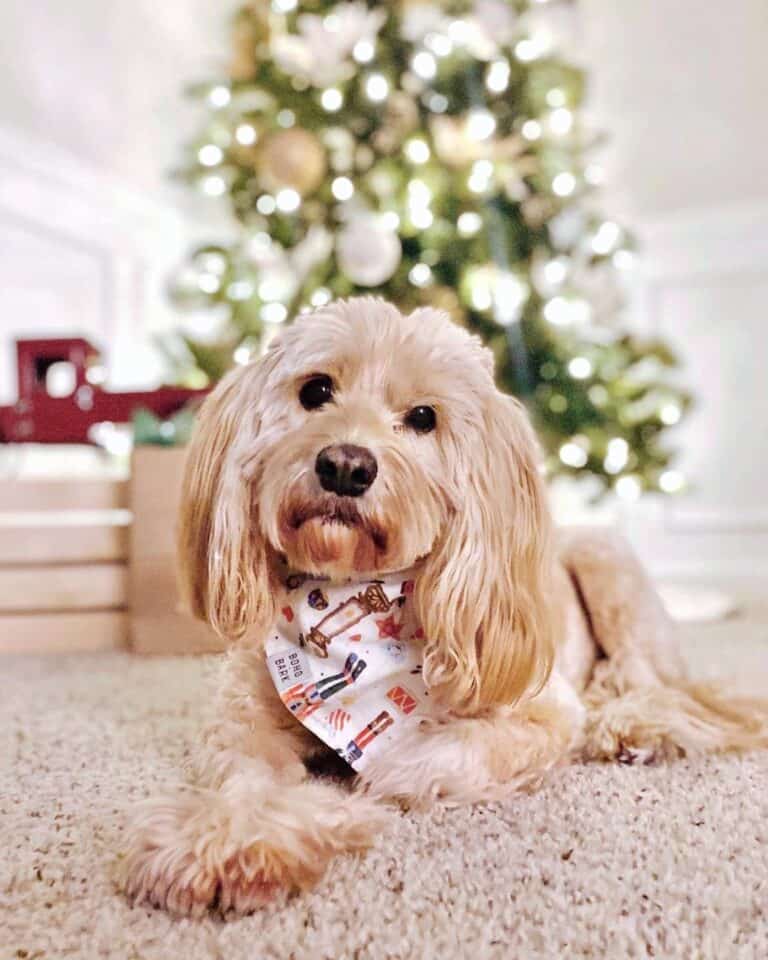 Cocker Spaniel Mixes: 38 Beautiful Crossbreeds