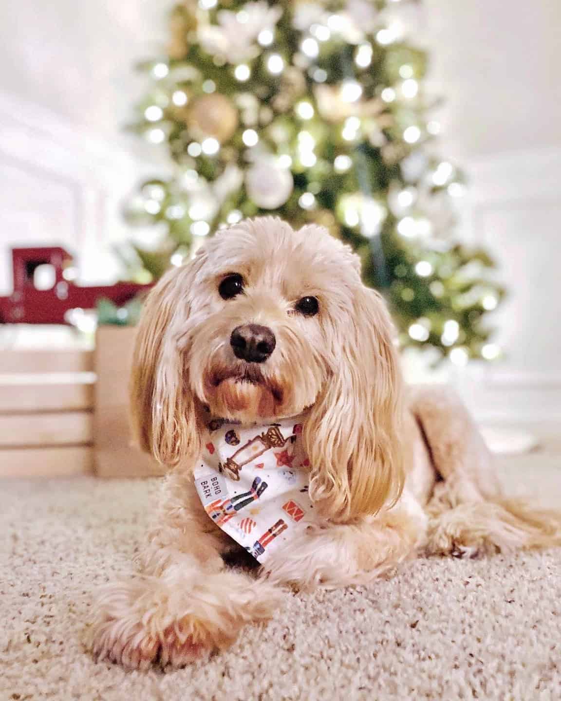 Cocker Spaniel Mixes: 38 Beautiful Crossbreeds