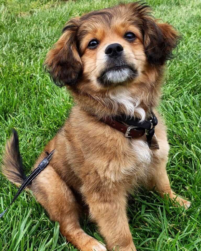 Cocker Spaniel Mixes: 38 Beautiful Crossbreeds