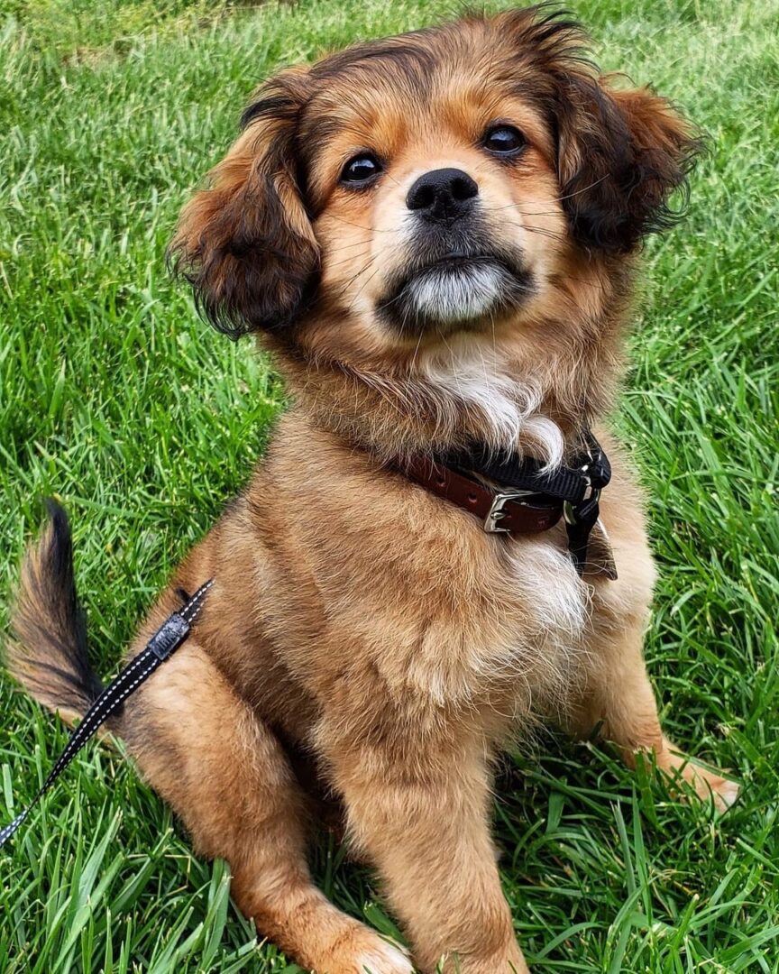 Cocker Spaniel Mixes: 38 Beautiful Crossbreeds