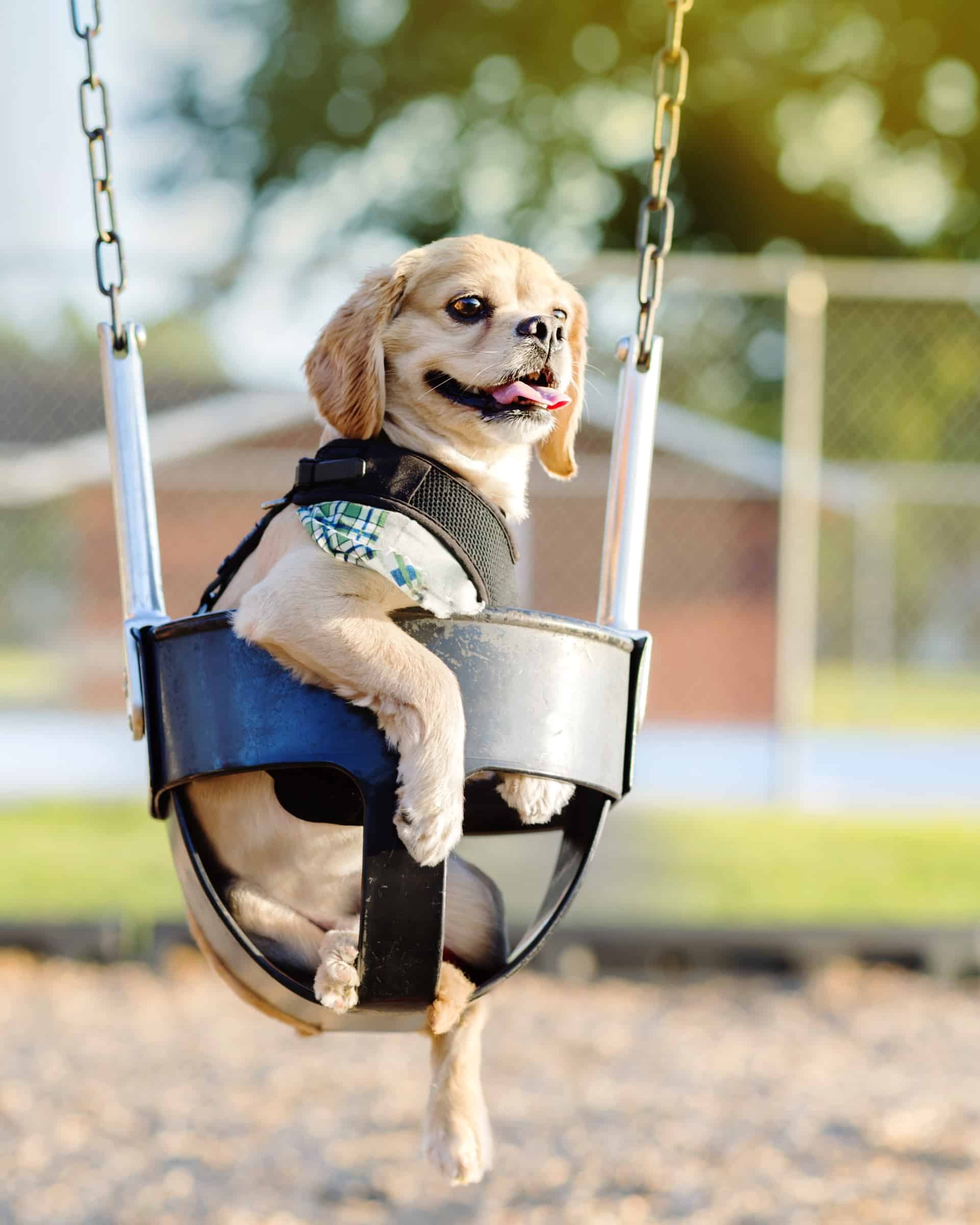 Cocker Spaniel Mixes: 38 Beautiful Crossbreeds
