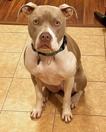 11 Most Popular Pitbull Bloodlines - Bubbly Pet