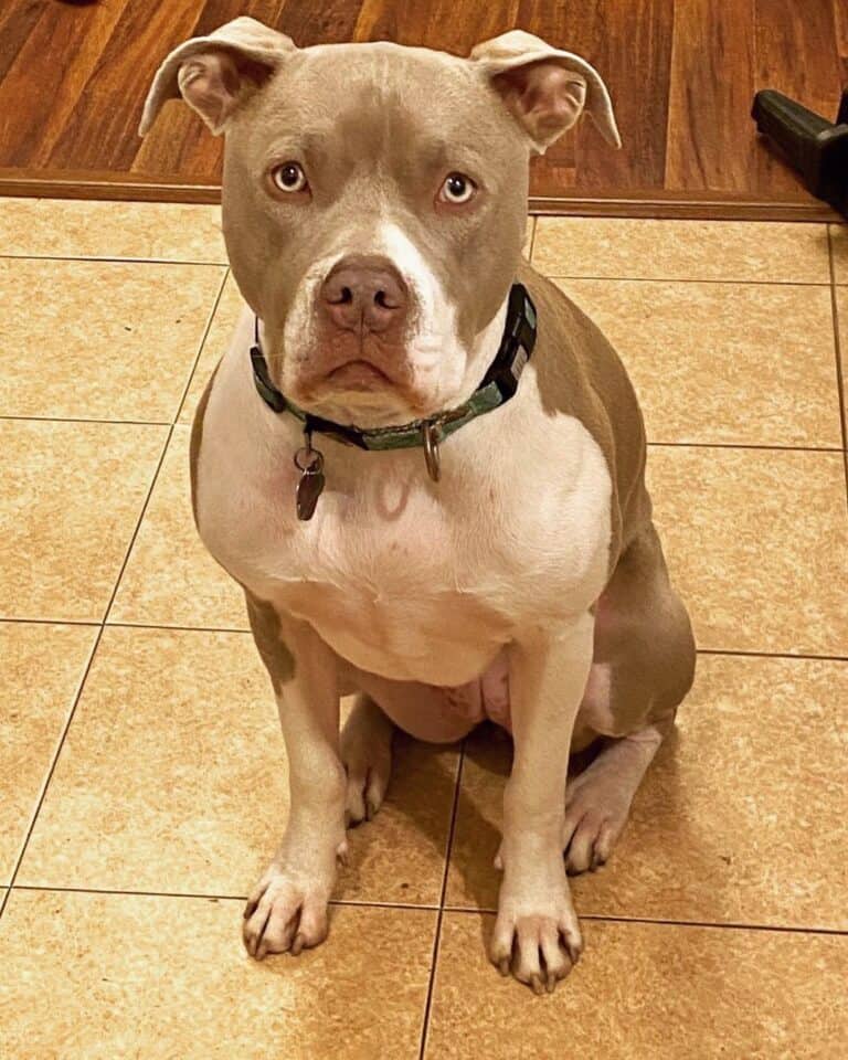 11 Most Popular Pitbull Bloodlines - Bubbly Pet