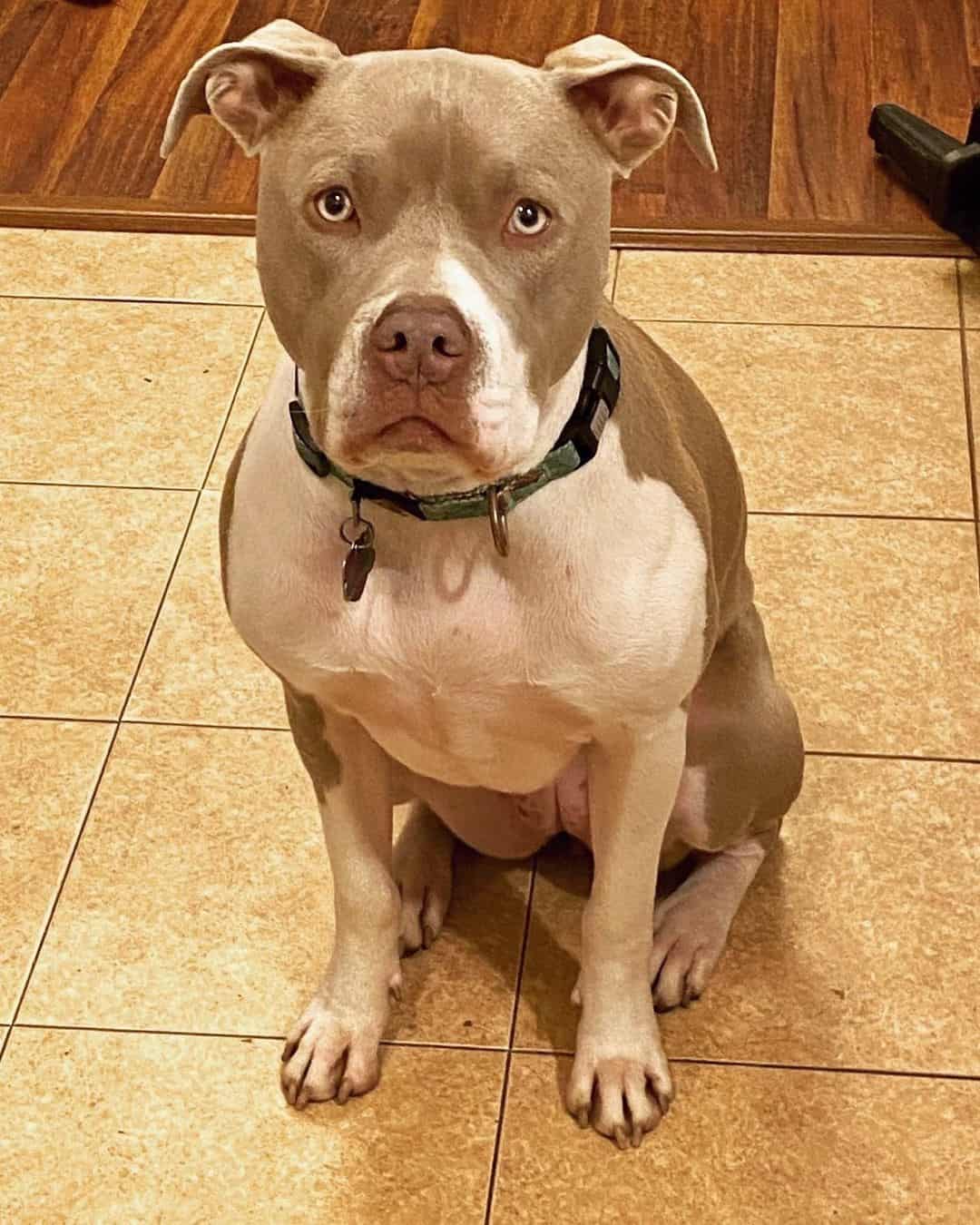 11 Most Popular Pitbull Bloodlines - Bubbly Pet