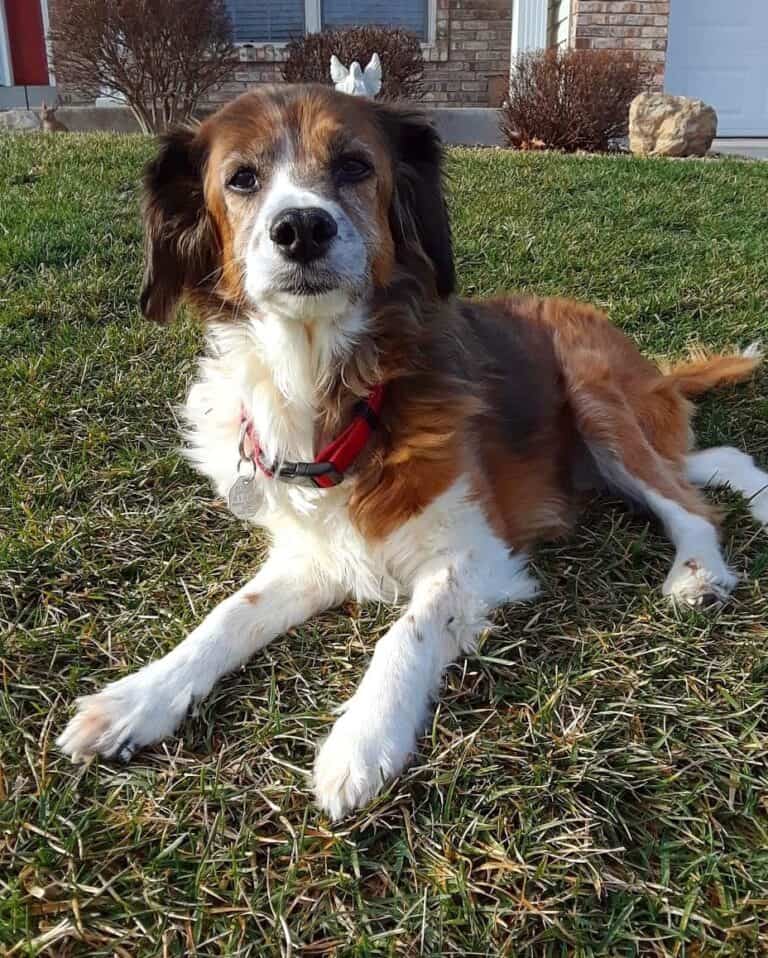 Brittany Spaniel Mixes: 21 Beautiful Crossbreeds