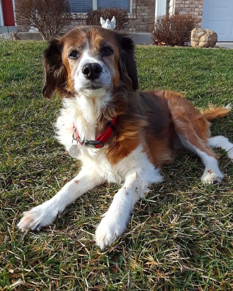 Brittany Spaniel Mixes: 21 Beautiful Crossbreeds