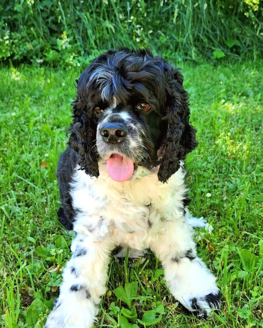 Cocker Spaniel Mixes: 38 Beautiful Crossbreeds