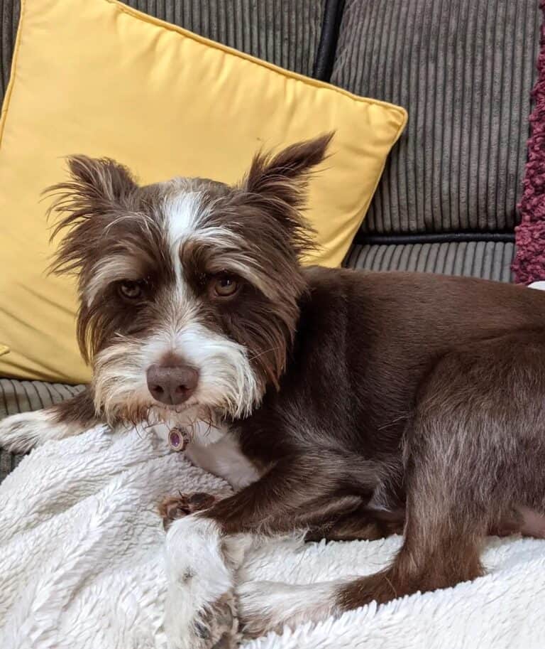 Schnauzer Mixes: 31 Beautiful Bearded Hybrids