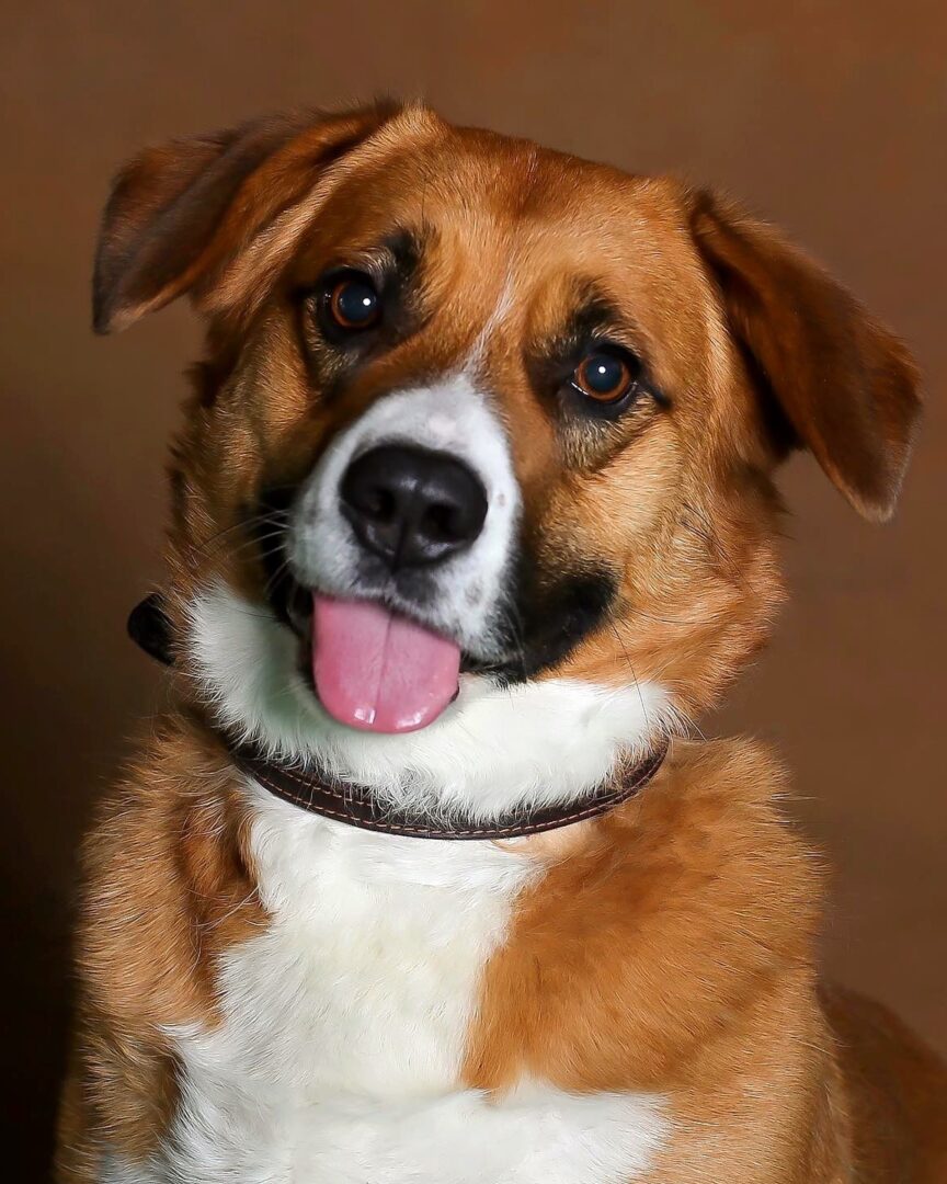 Saint Bernard Mixes 25 Adorable Crossbreeds With Pictures