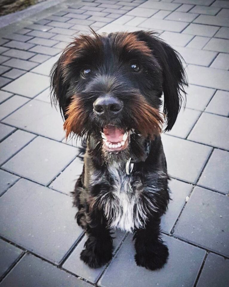 Cocker Spaniel Mixes: 38 Beautiful Crossbreeds