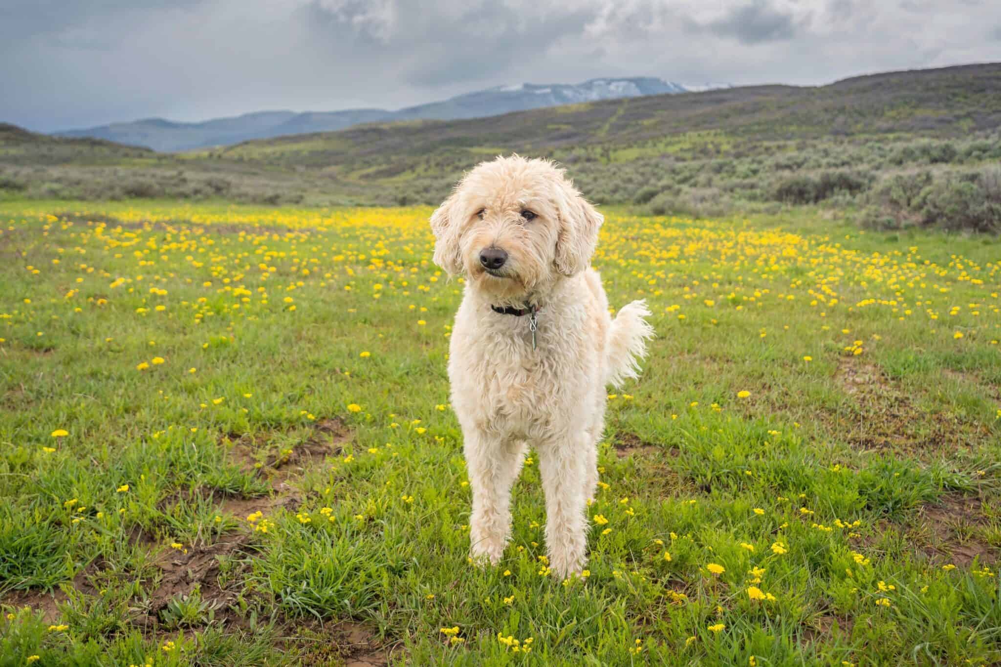 The Cream Goldendoodle: 12 Things You Probably Didn't Know