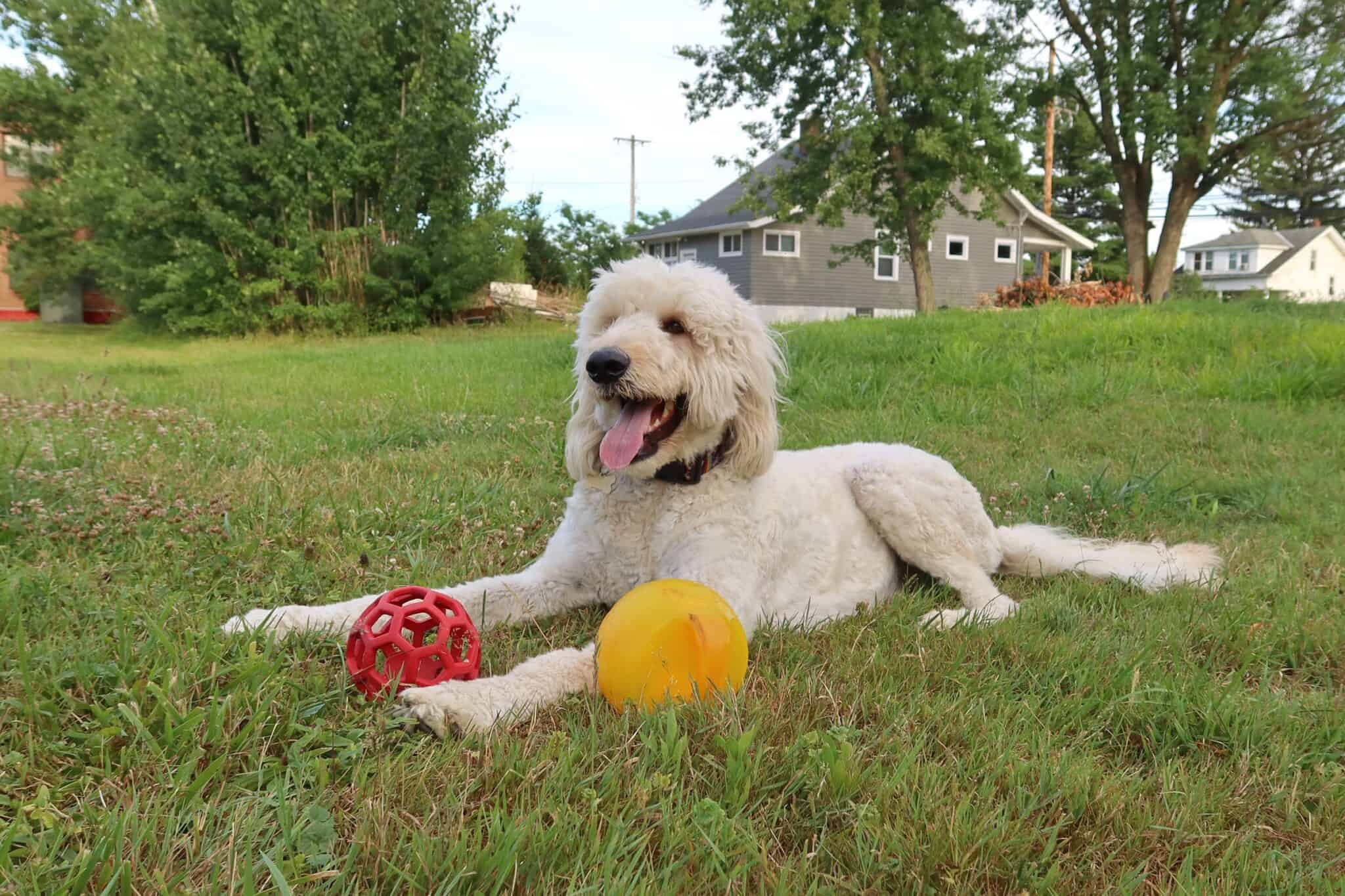 The Cream Goldendoodle: 12 Things You Probably Didn't Know