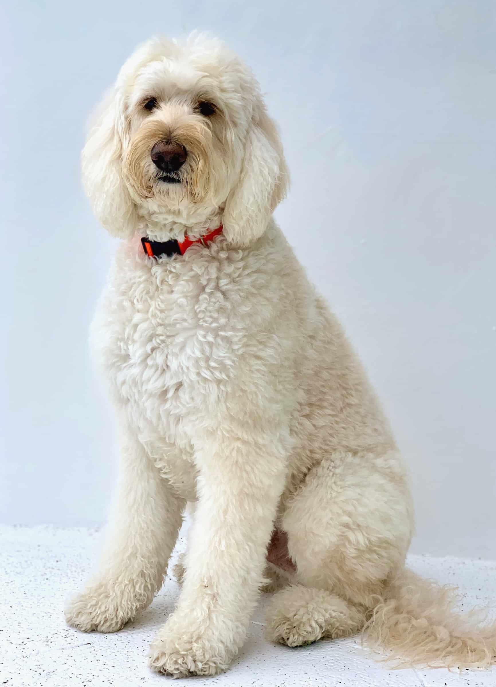 The Cream Goldendoodle: 12 Things You Probably Didn't Know