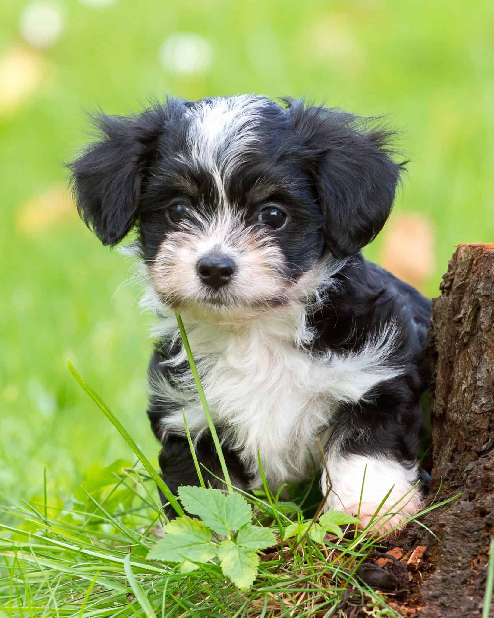 10 Best Havanese Breeders (2025): Our Top 10 Picks!