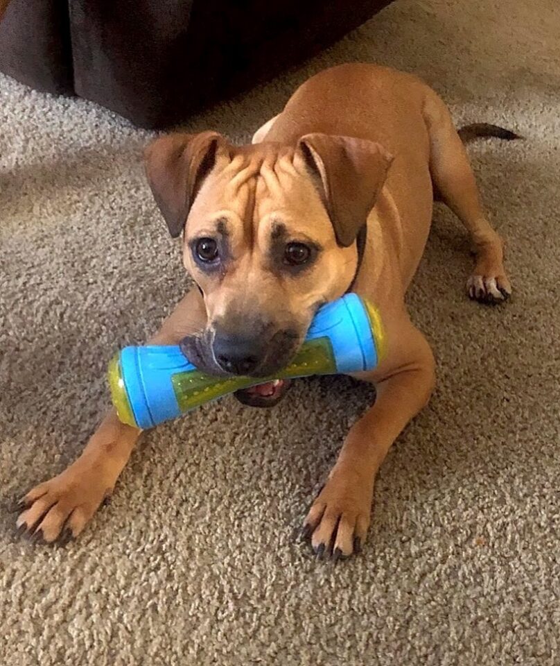 Jeep Pitbull Bloodline Information, History, Pictures & Facts