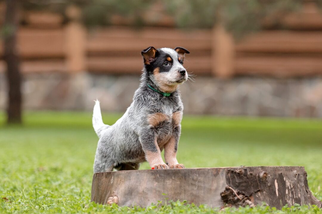 Queensland Heeler | Breed Information, Pictures, Traits & Facts