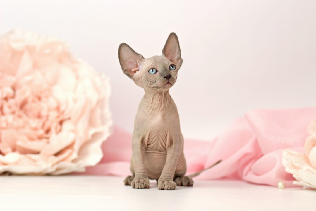 Elf Cat | Breed Information, Pictures, Characteristics & Care