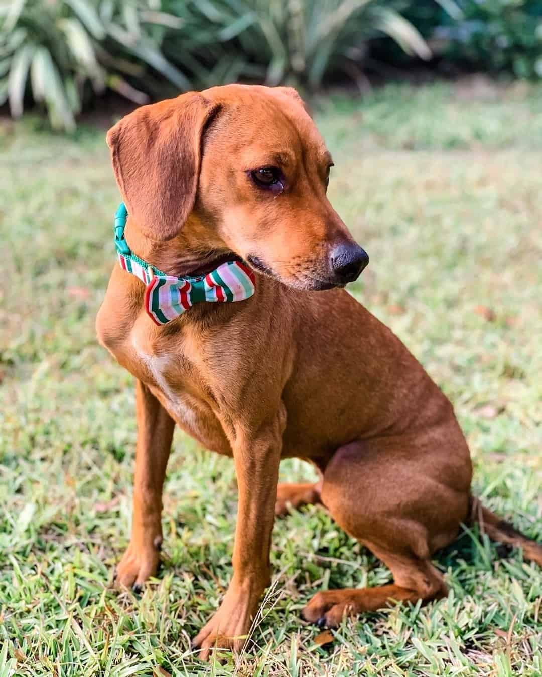 Whippet Mixes: 31 Different Whippet Hybrids (With Pictures)