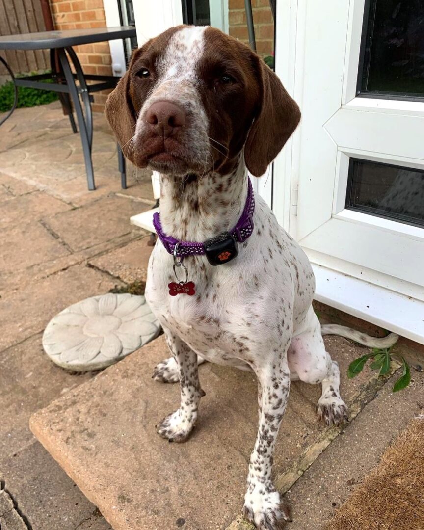 English Springer Spaniel Mixes: 28 Unique & Smart Crossbreeds