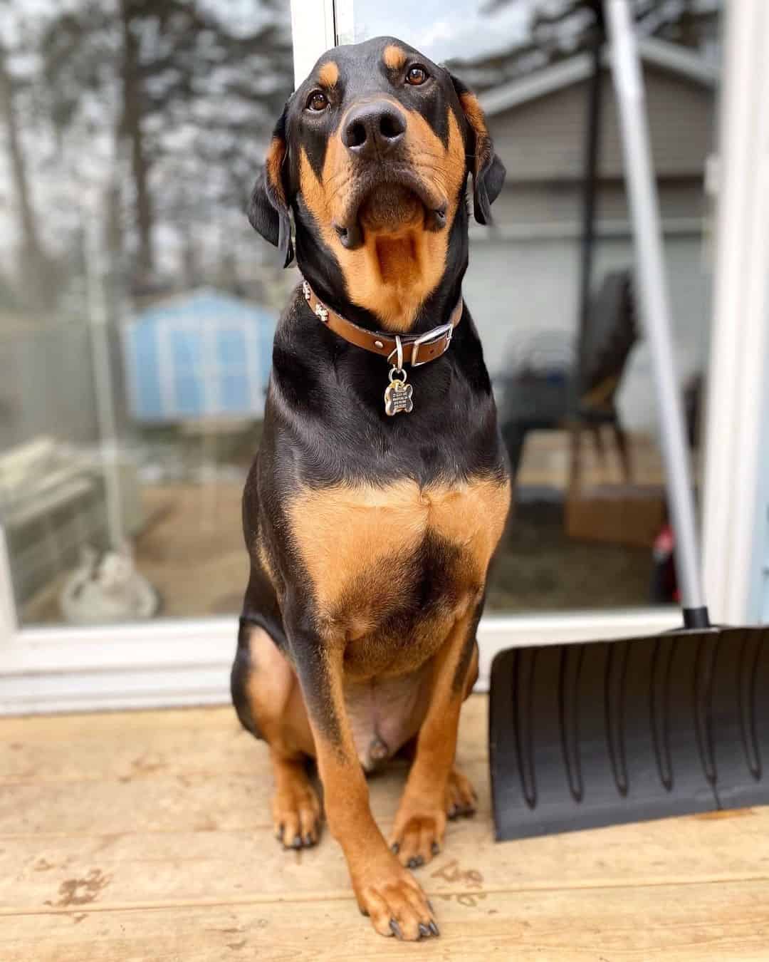 40 Bernese Mountain Dog Mixes You'll Love!