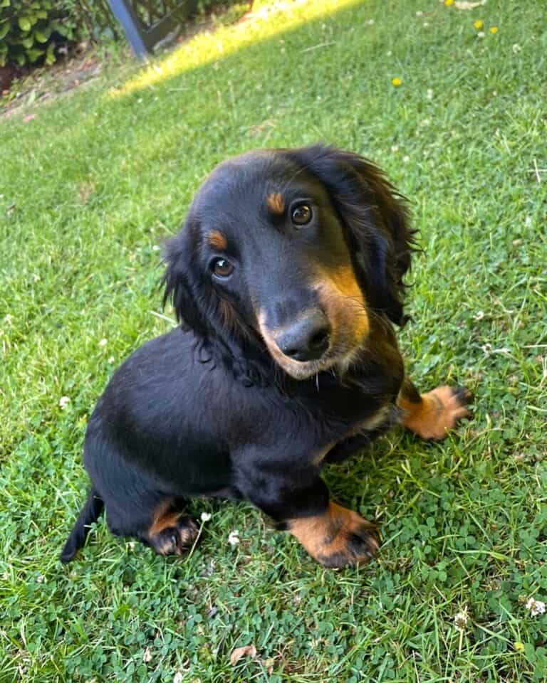 Cocker Spaniel Mixes: 38 Beautiful Crossbreeds