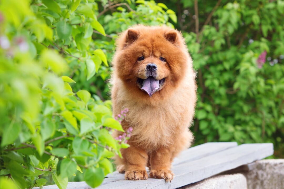 Dog Tongue Color Chart | Symptoms, Causes & What to Do