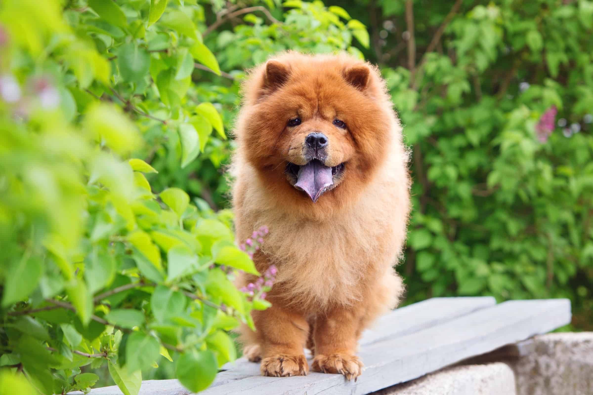 Dog Tongue Color Chart | Symptoms, Causes & What to Do